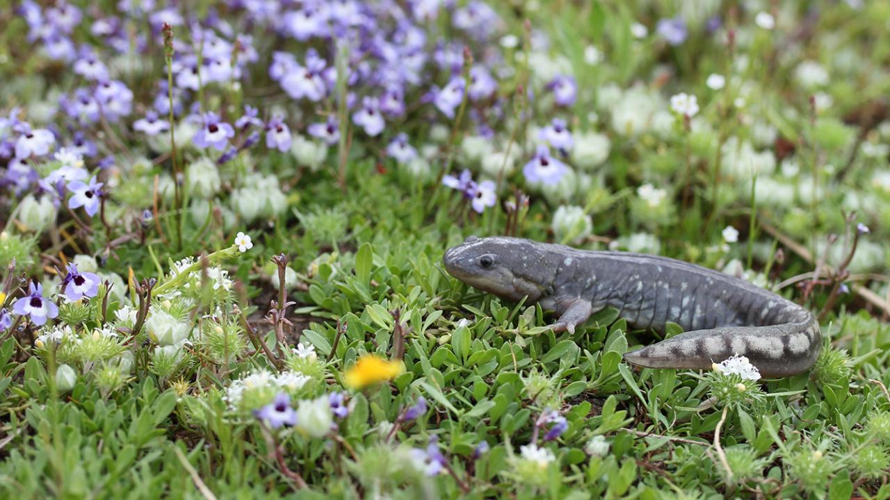 California Tiger Salamander | UC Davis Natural Reserves